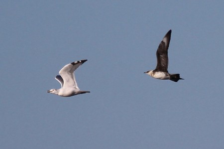 Saltwater Bird on a Sweetwater Lake | The PhotoNaturalist