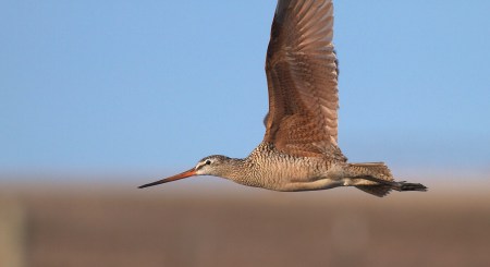 Prairie Spring—Western Minnesota’s Felton Prairie | The PhotoNaturalist