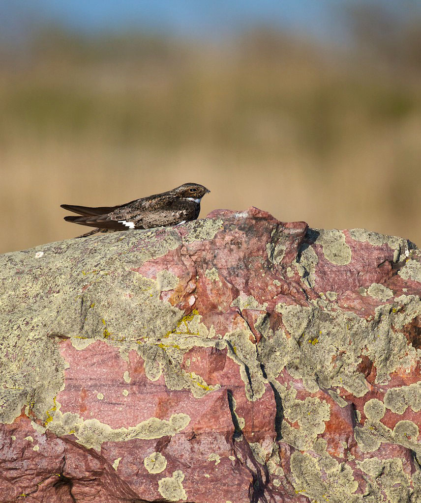 Common Nighthawk near Interpretive Center Blue Mounds State Park Rock ...