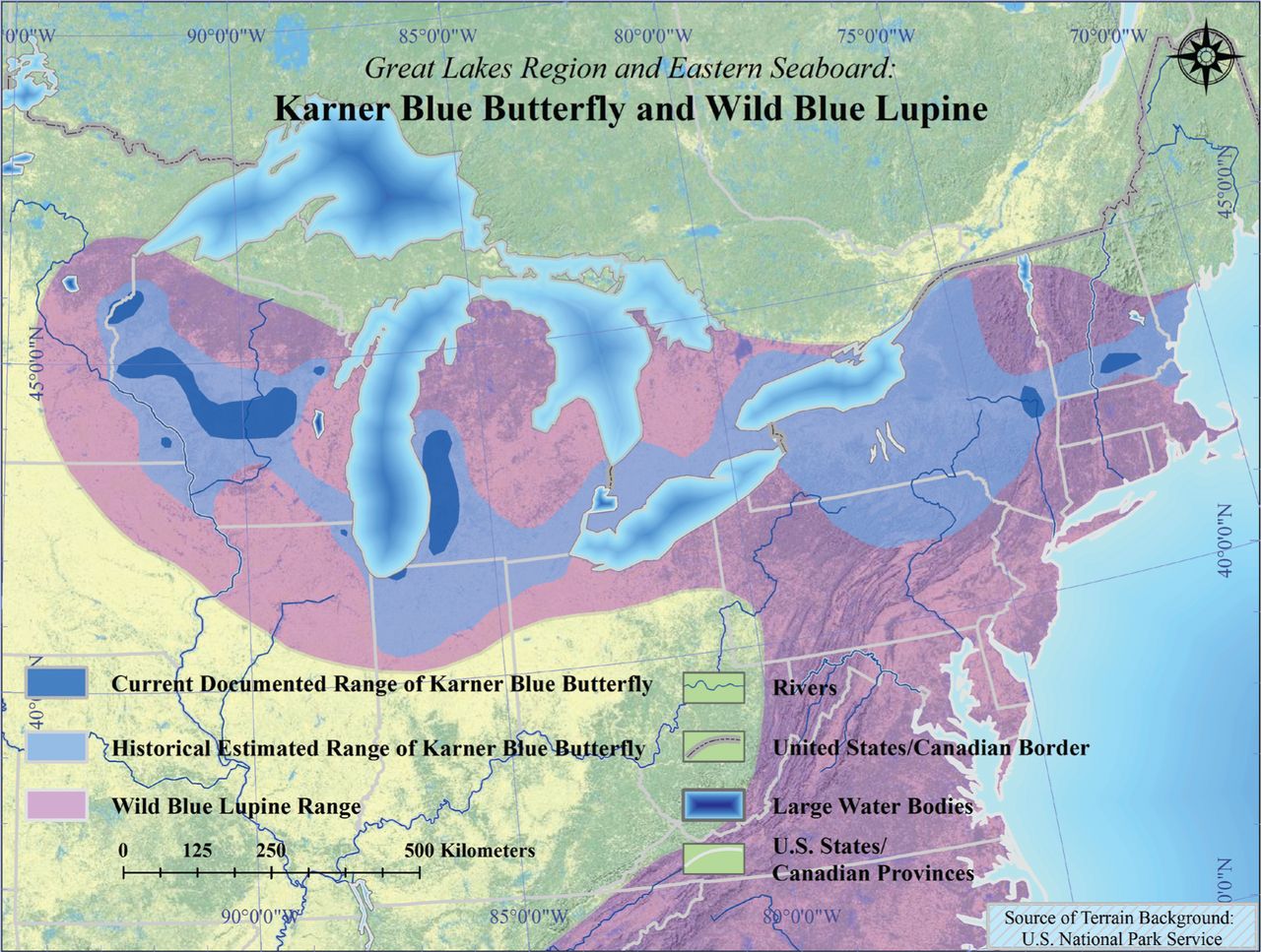 Karner Blue Butterfly Pictures