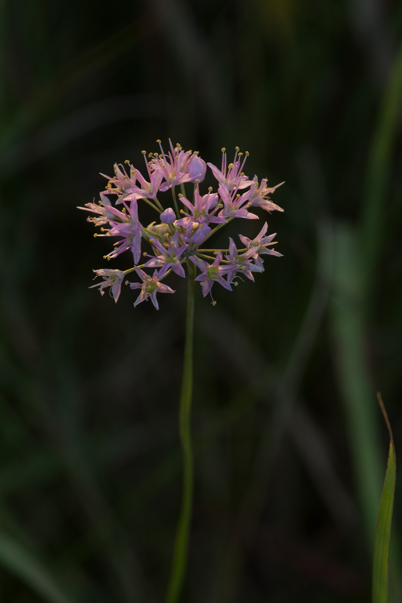 Allium stellatum Wild Onion Felton Prairie Clay County MN IMG_0912 ...