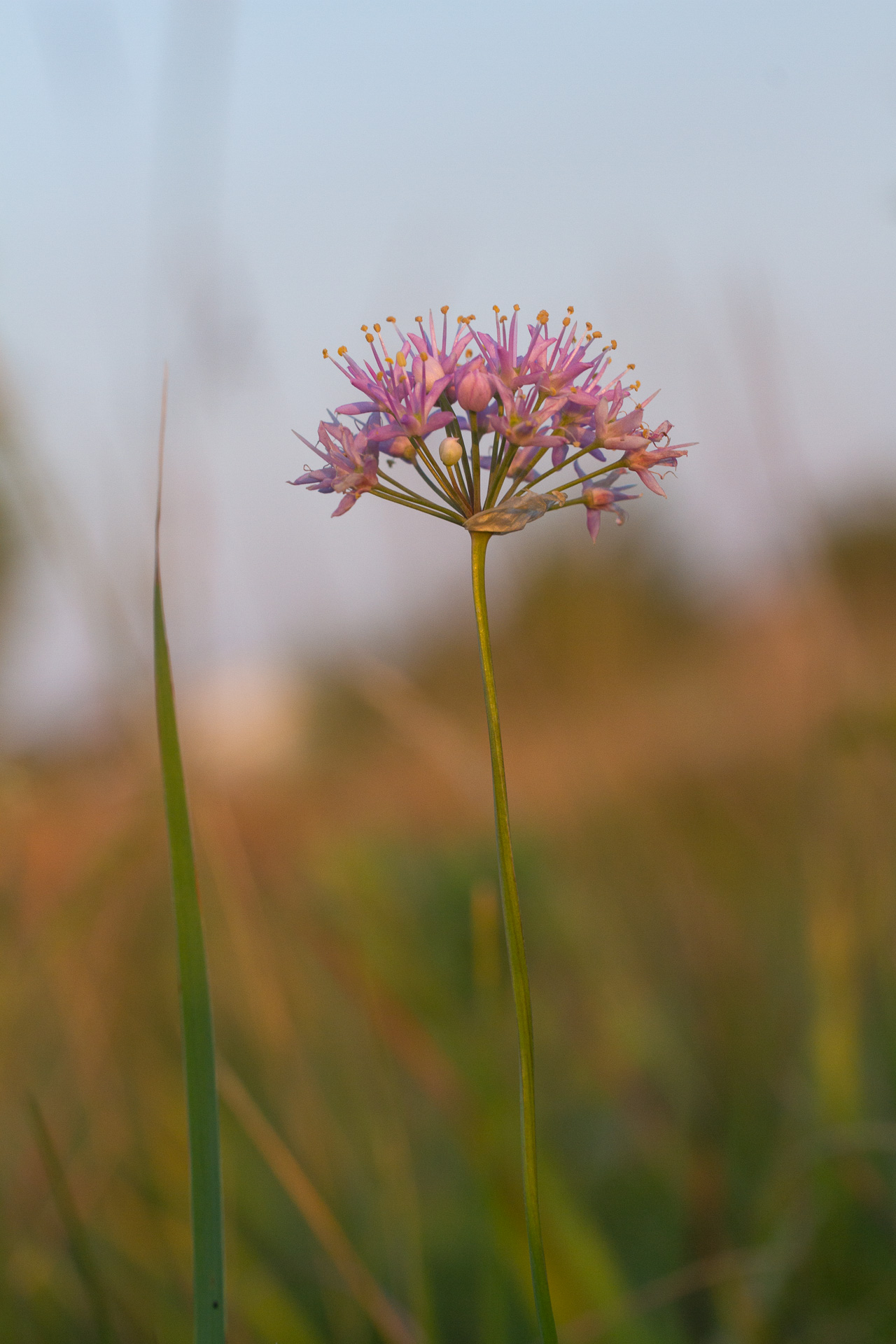 Allium stellatum Wild Onion Felton Prairie Clay County MN IMG_0953 ...