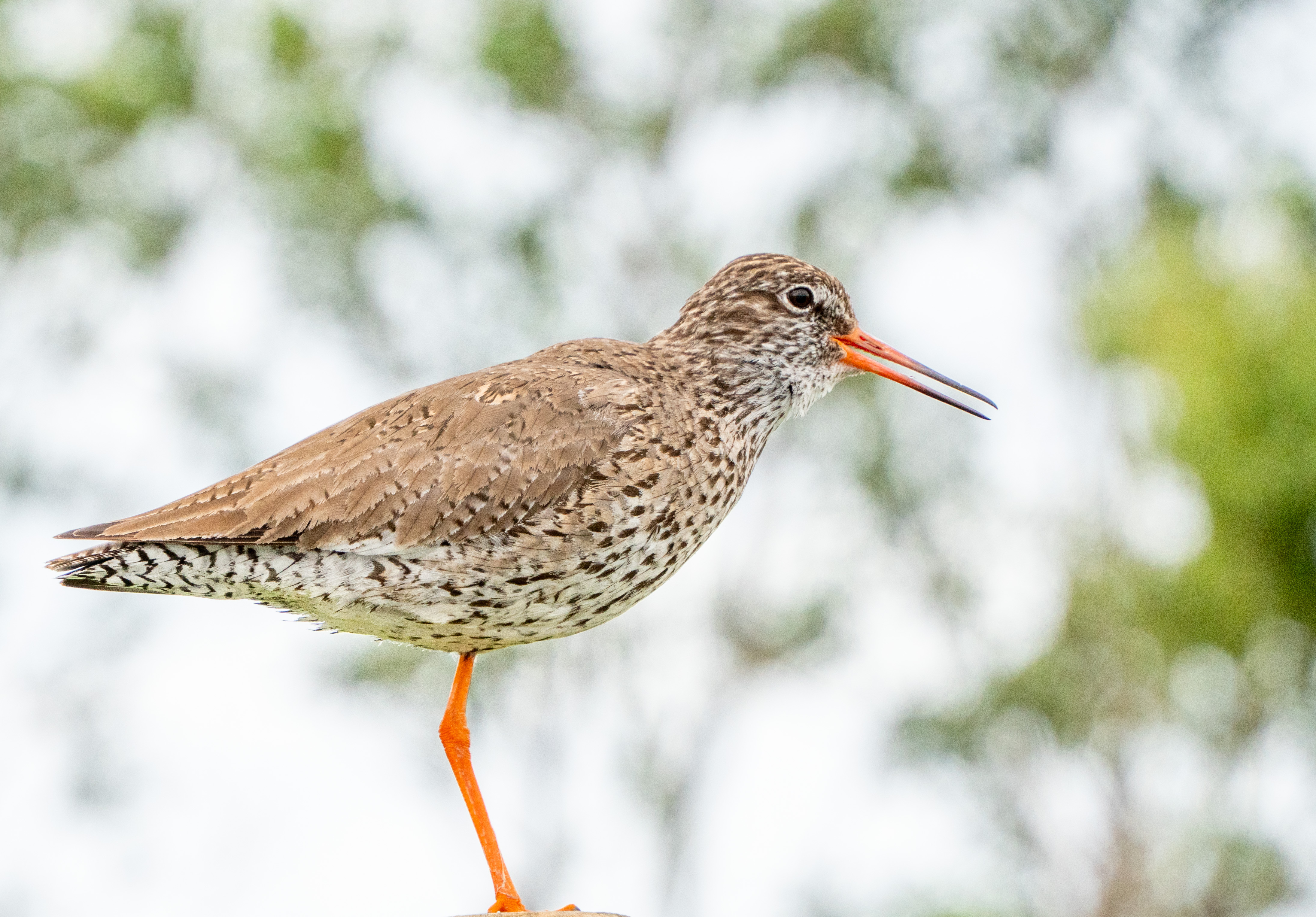 ICELAND Common Redshank Family trip Europe 2025 June 24-July 9 DSC05085 ...
